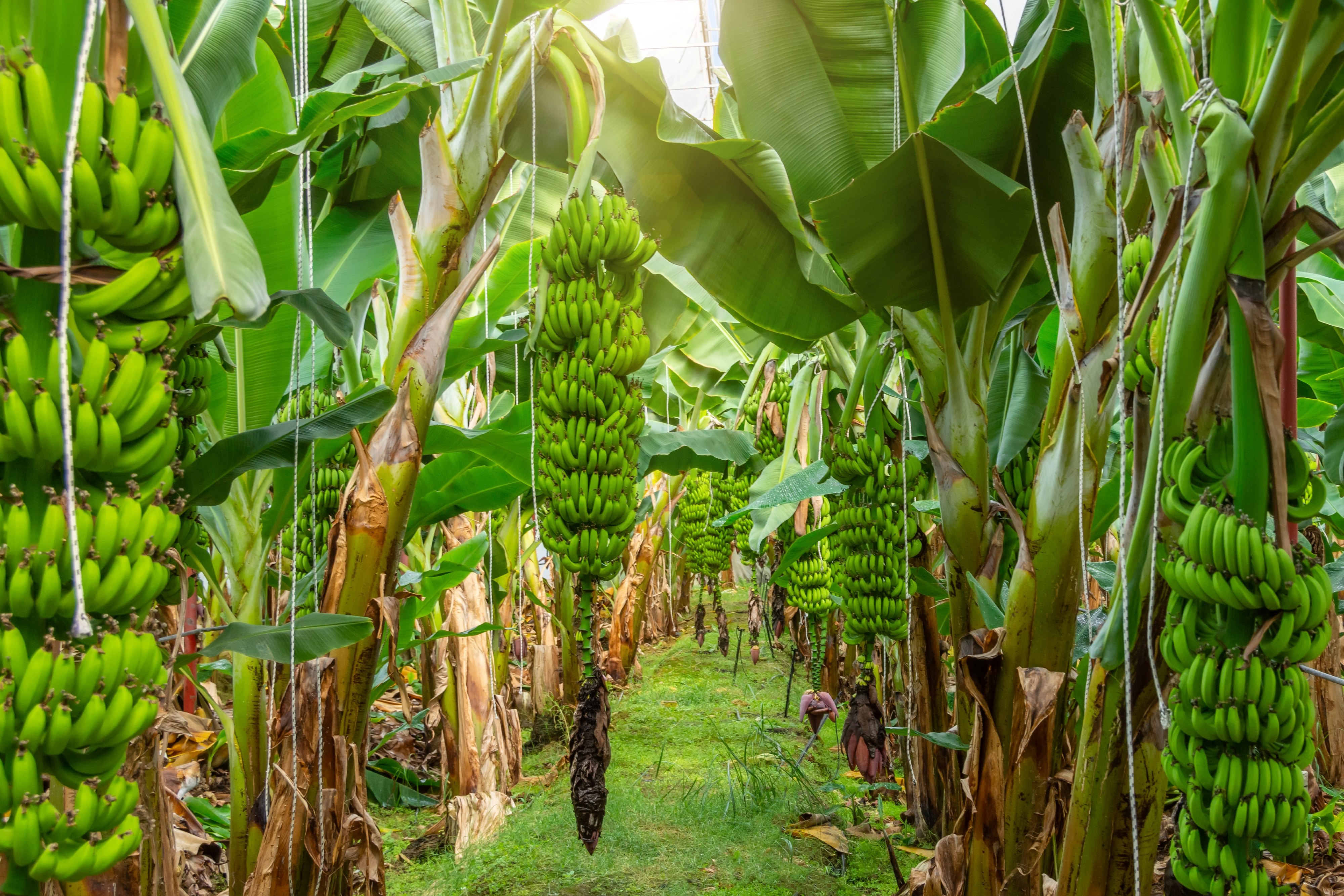 Fumigation Of Banana Plantations And Newborn Health In Ecuador VoxDev